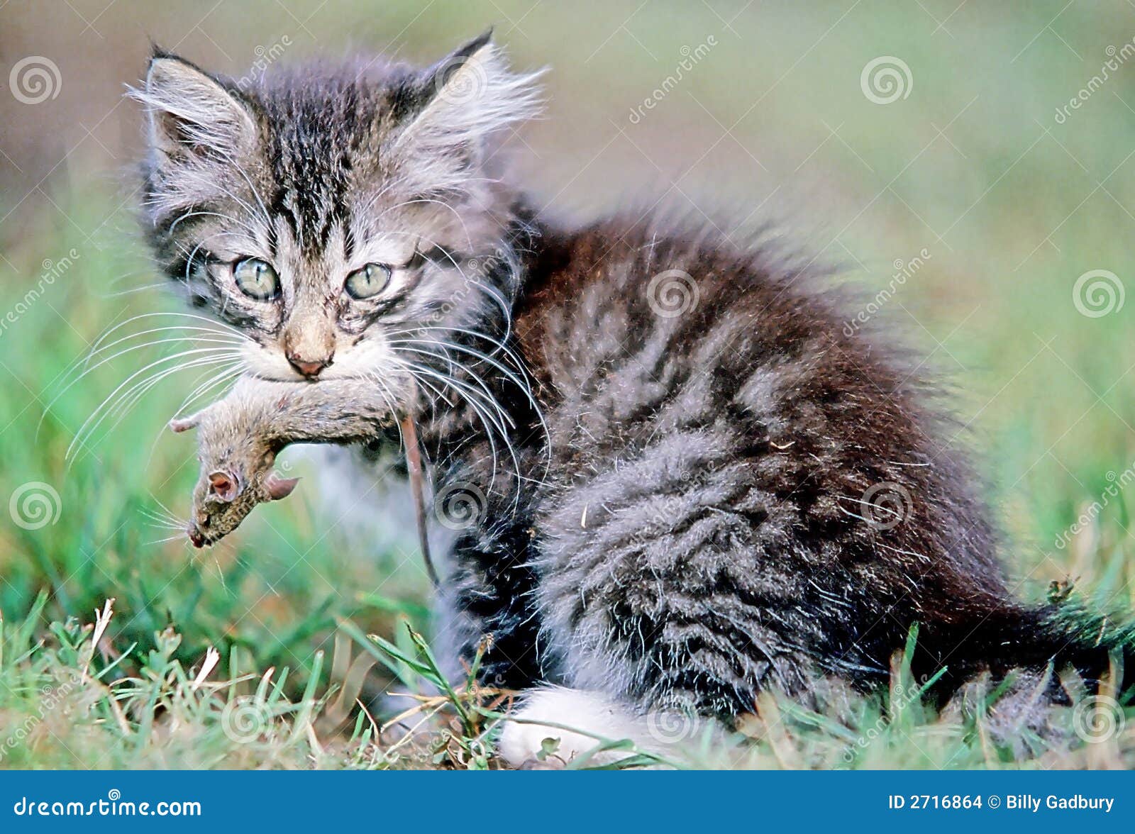 Katze und Maus stockfoto. Bild von jäger, katze, abbruch - 2716864