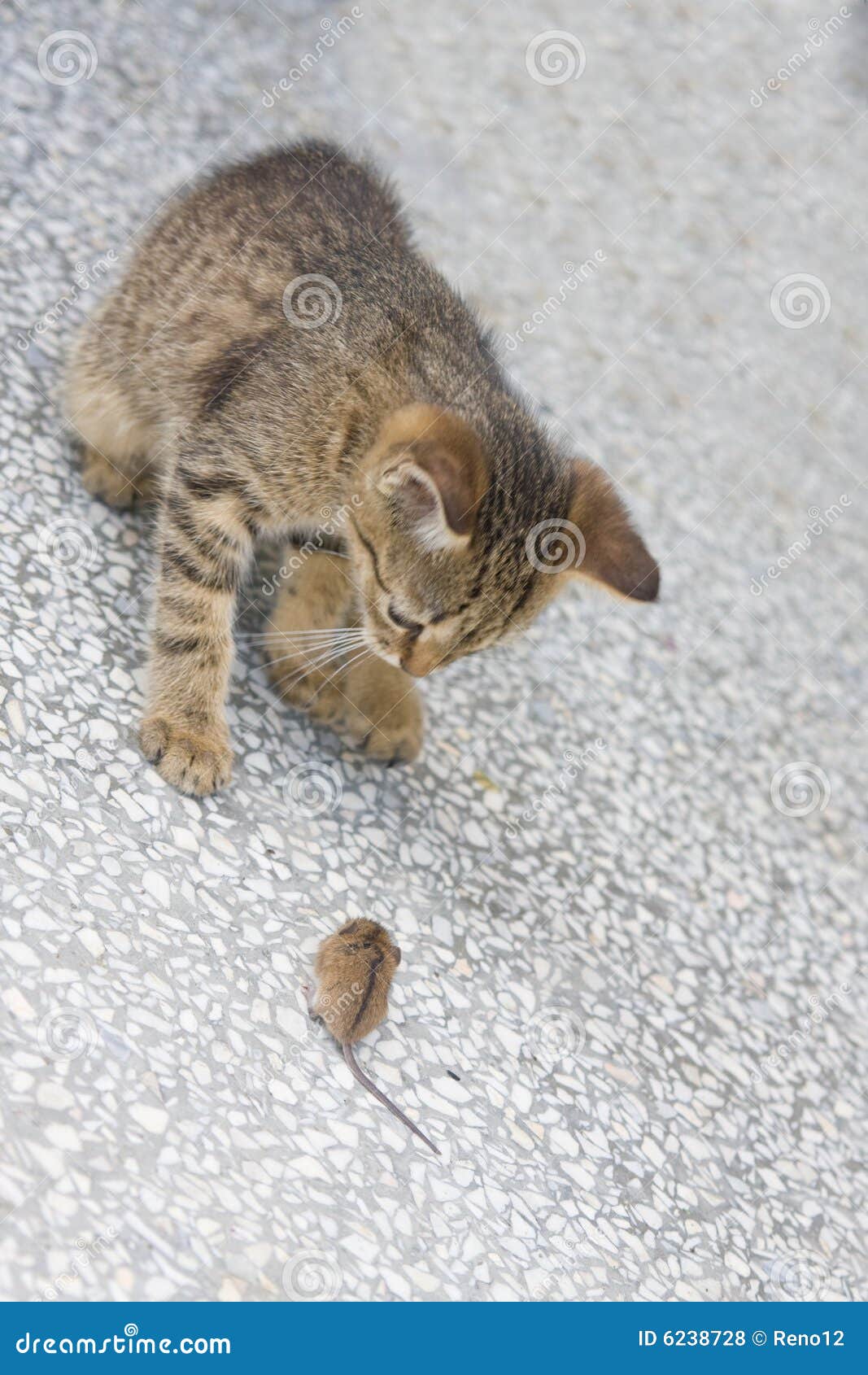 Katze und Maus stockfoto. Bild von katze, maus, tiere - 6238728