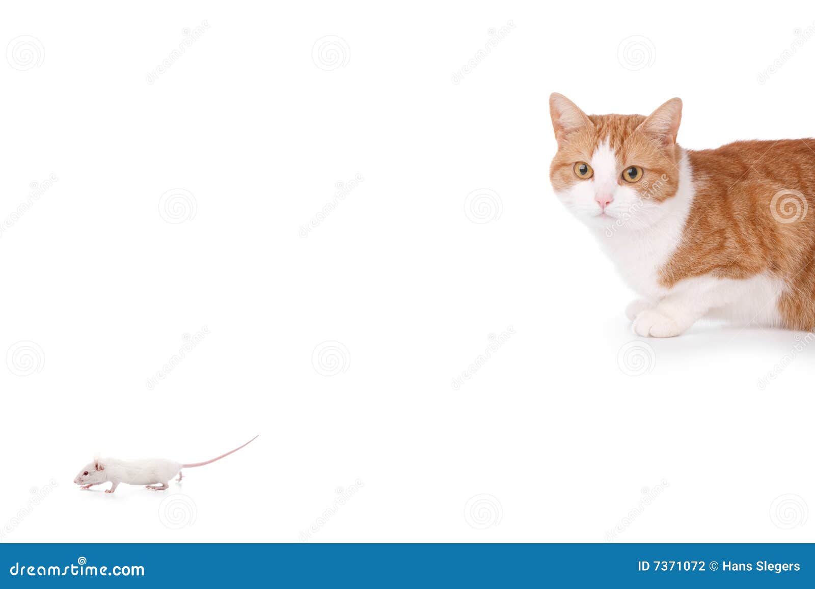 Katze und Maus stockfoto. Bild von furchtlos, katze, jagd - 7371072