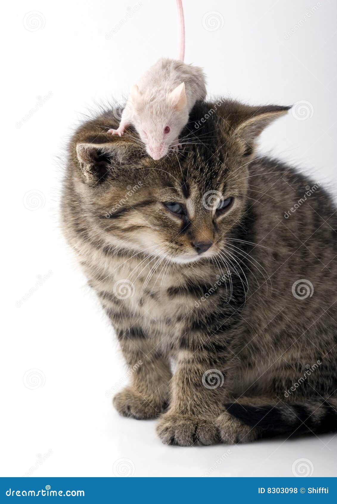 Katze und Maus stockfoto. Bild von gesichtsbehandlung - 8303098