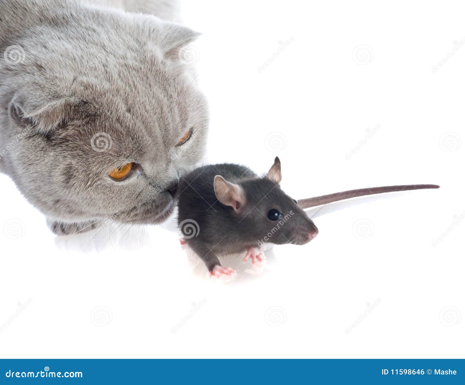 Katze und Maus zusammen stockfoto. Bild von miezekatze - 11598646