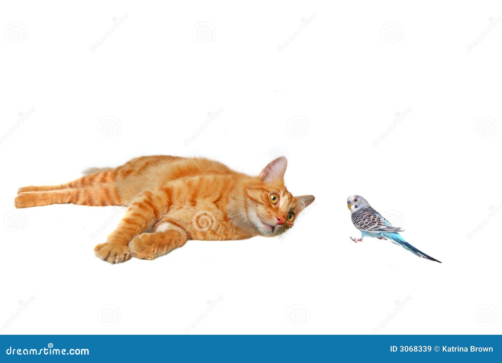 Katze Und Vogel: Freunde Oder Feinde Stockbild - Bild von abendessen ...
