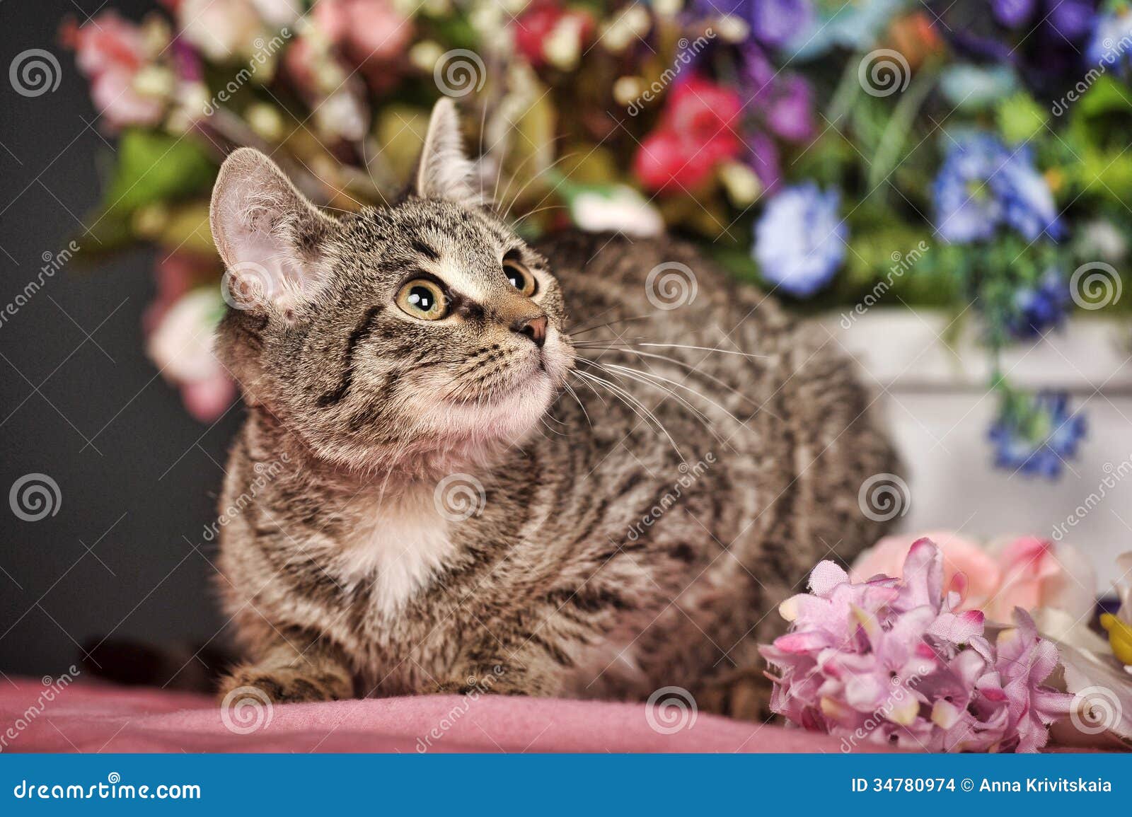 Katze unter den Blumen stockfoto. Bild von feiertag, entzückend - 34780974