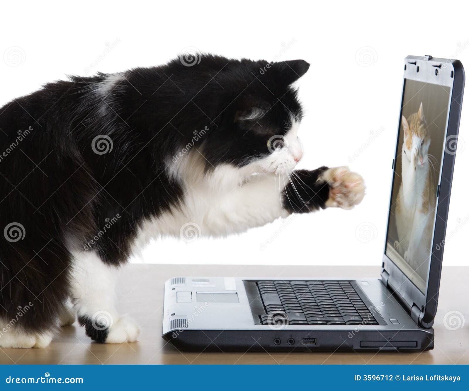 Katze Zieht Eine Tatze Zum Laptop Stockfoto - Bild von computer ...