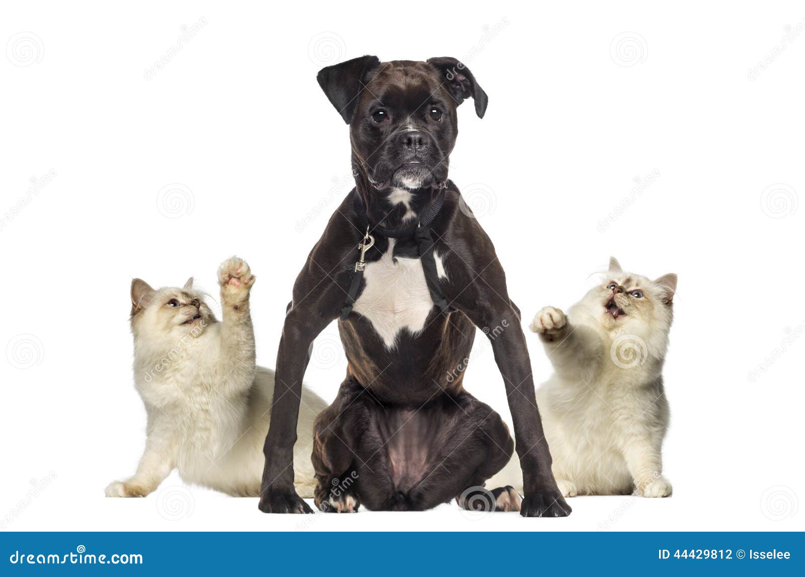 Katzen, Die an Einem Boxer Pawing Sind Stockfoto - Bild von katze ...