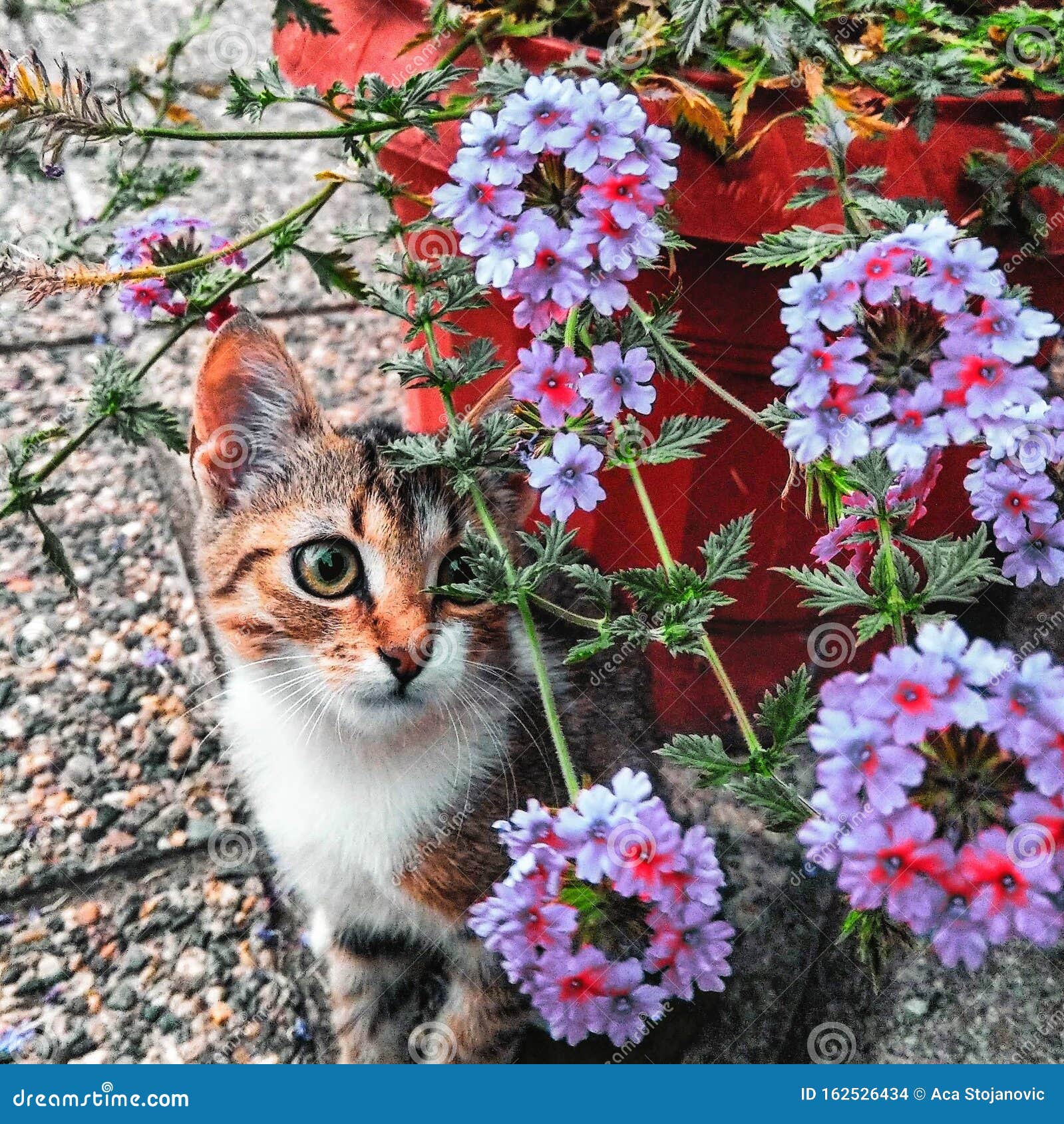 Katzen und Blumen stockfoto. Bild von blumen, betrieb - 162526434