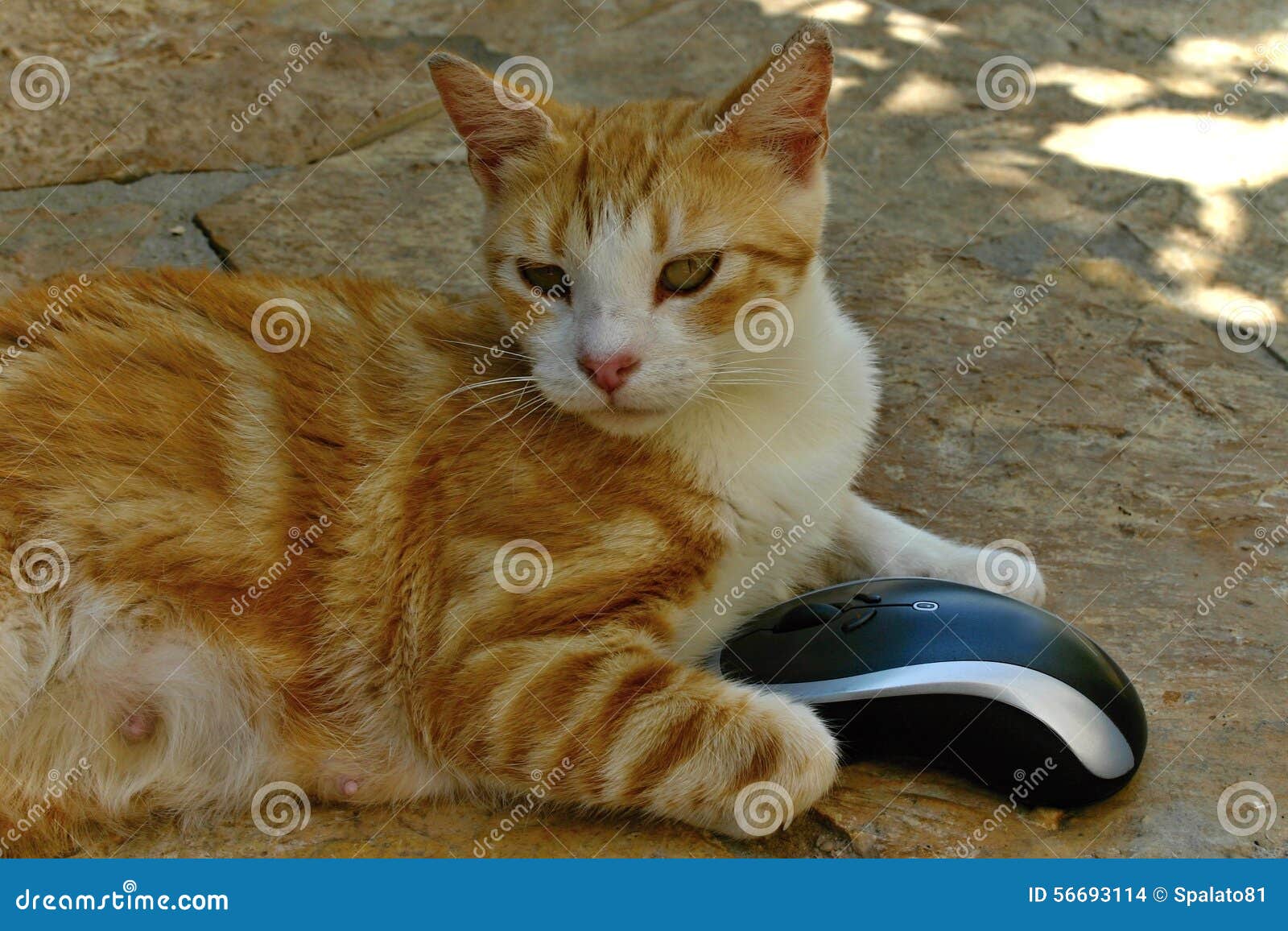 Katzen- und Computermaus stockfoto. Bild von konzept - 56693114