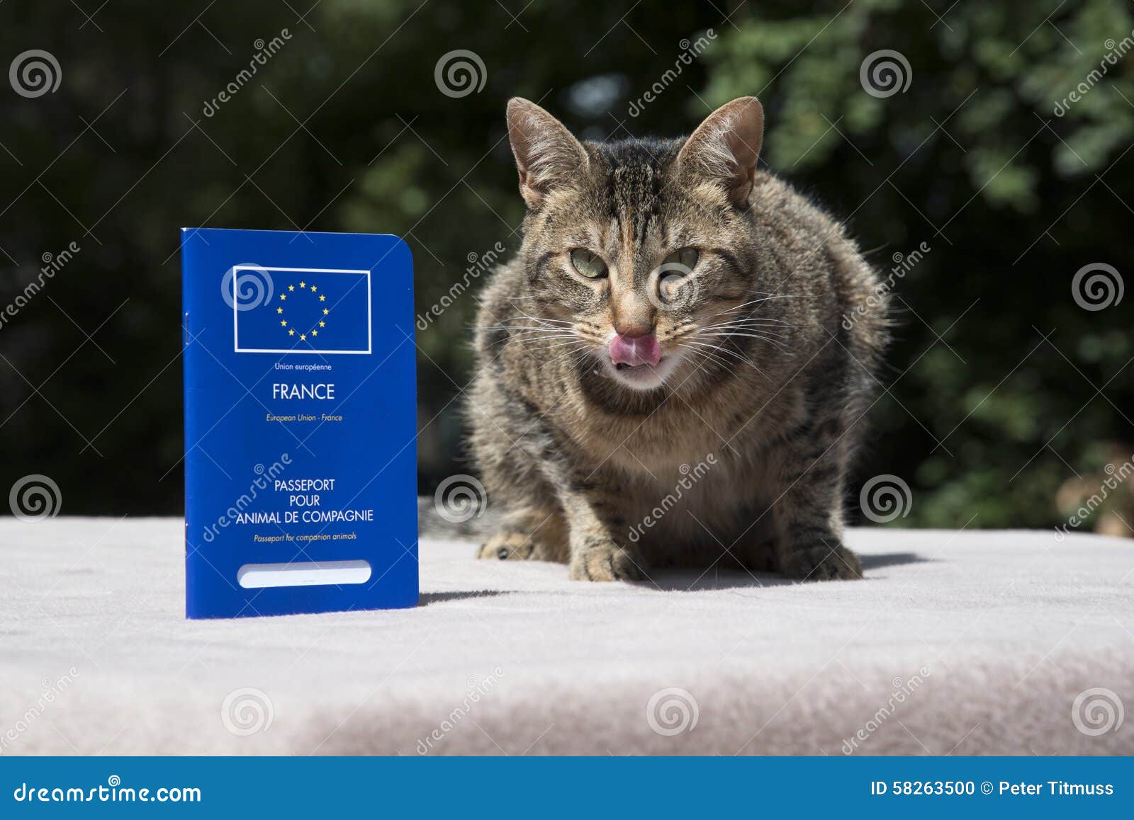 Katzen-und Haustier-Pass stockfoto. Bild von überprüfung - 58263500