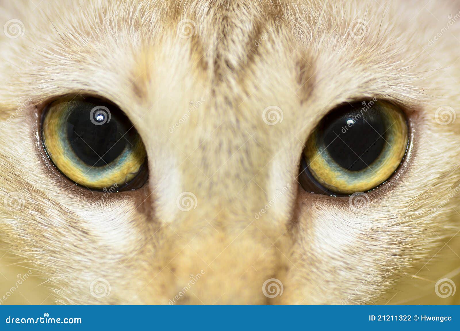 Katzenaugen stockfoto. Bild von eindeutig, kätzchen, makro - 21211322