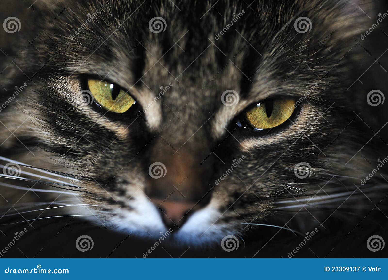 Katzenaugen stockbild. Bild von katzenartig, gesicht - 23309137