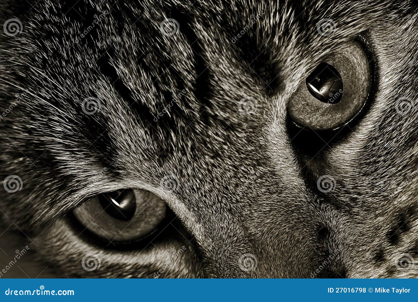 Katzenaugen stockfoto. Bild von pelz, scharf, bedingung - 27016798