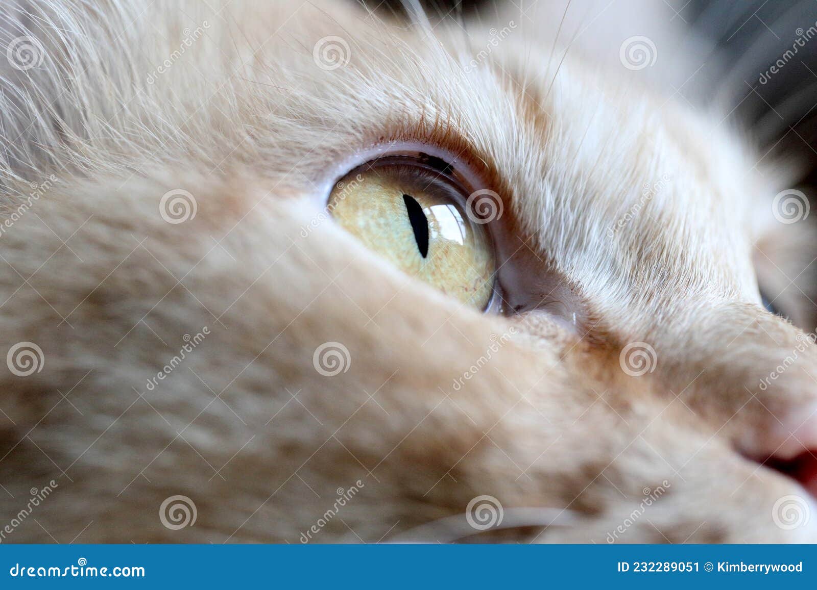 Katzenaugen stockbild. Bild von schön, pelz, makro, ingwer - 232289051