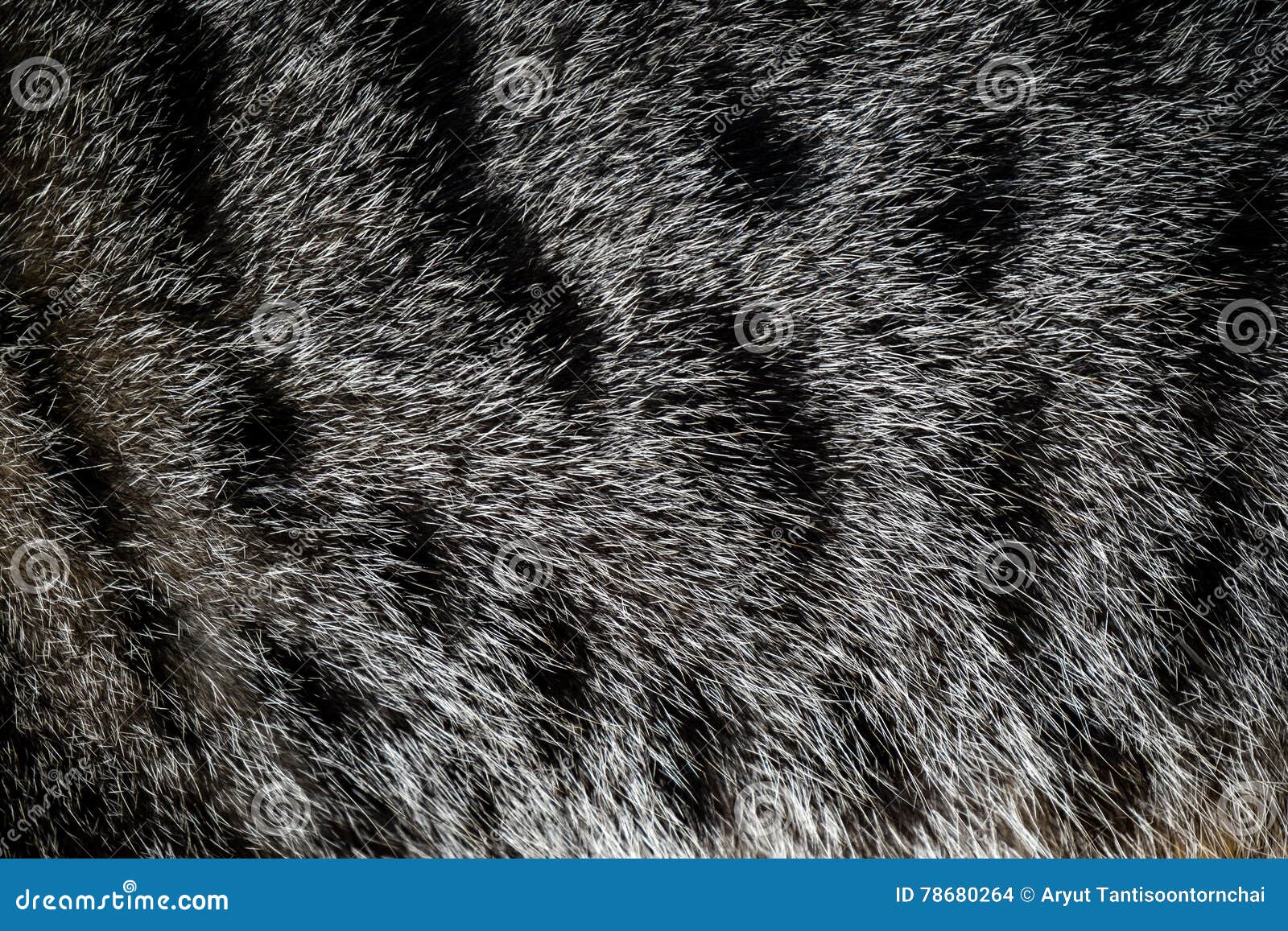 Katzenfell-Beschaffenheitshintergrund Der Getigerten Katze Stockfoto ...