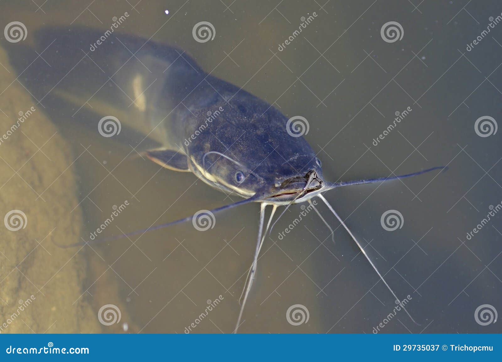 Katzenfische stockbild. Bild von tiere, wasser, fische - 29735037