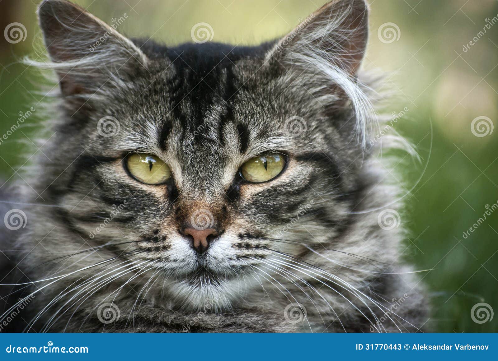 Katzenkopf stockbild. Bild von katze, tabby, hintergrund - 31770443