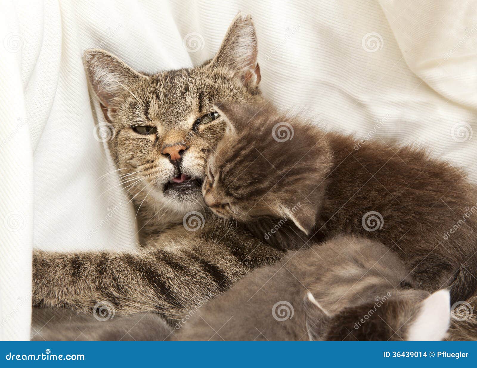 Katzenmutter mit Baby stockfoto. Bild von katzenartig - 36439014