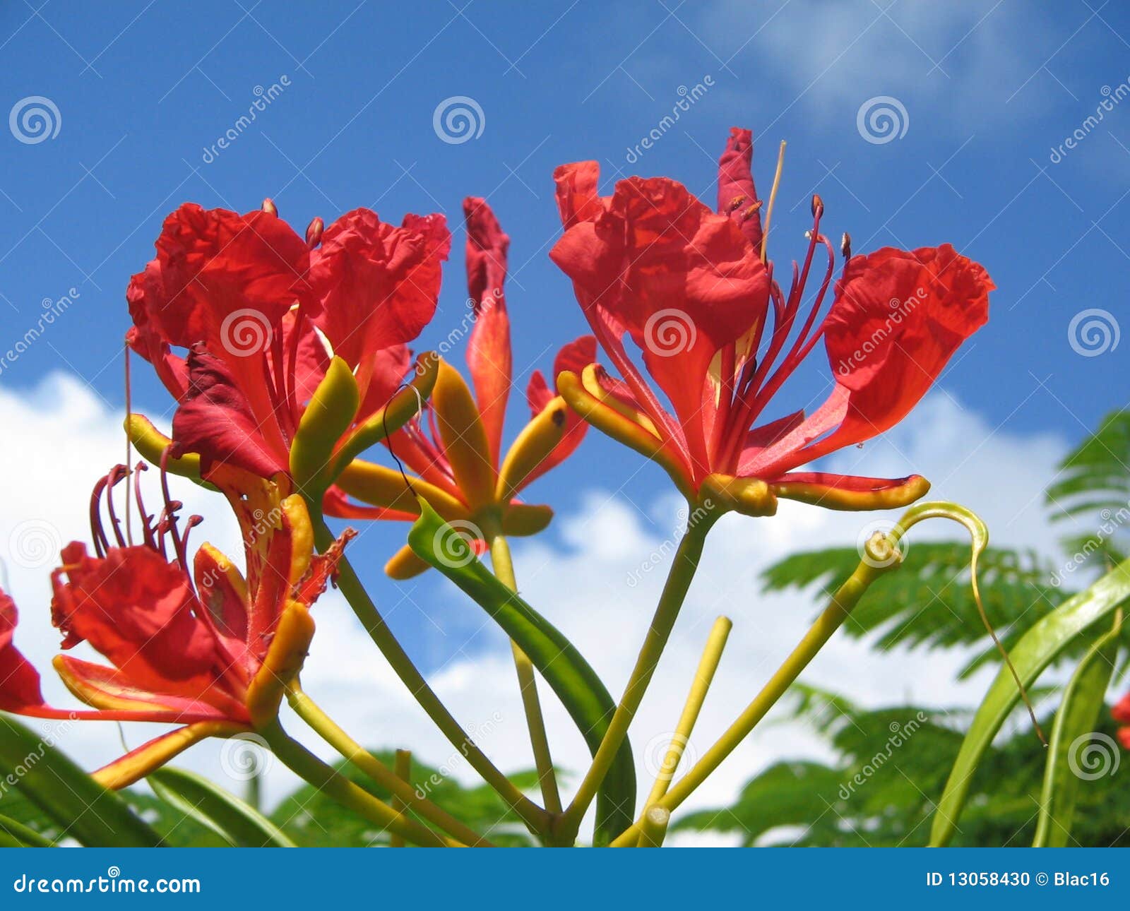 Kauai Flower stock photo. Image of clouds, blossom, leaf - 13058430