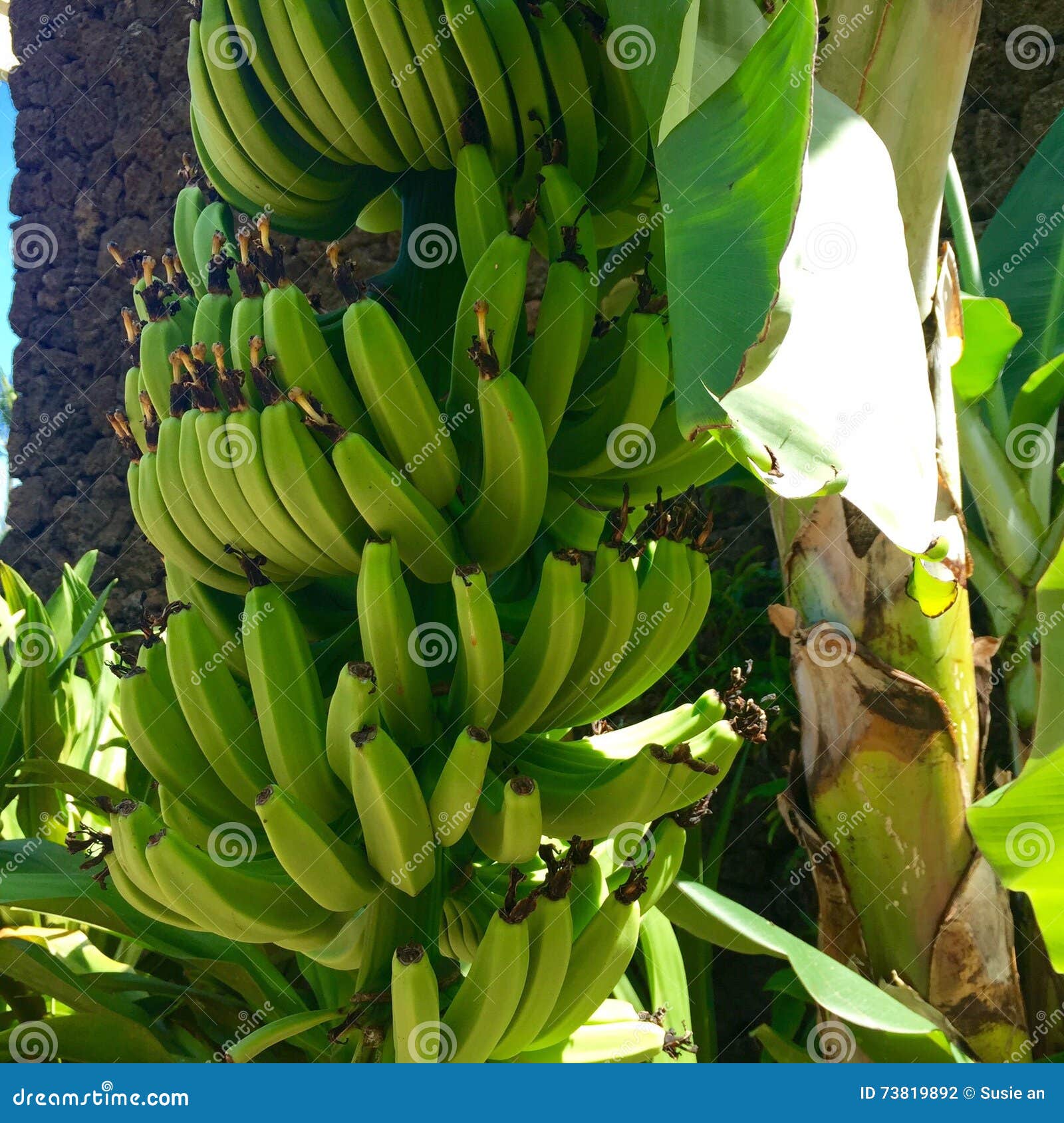 Kauai Hawaii stock photo. Image of banana, hawaii, kauai - 73819892