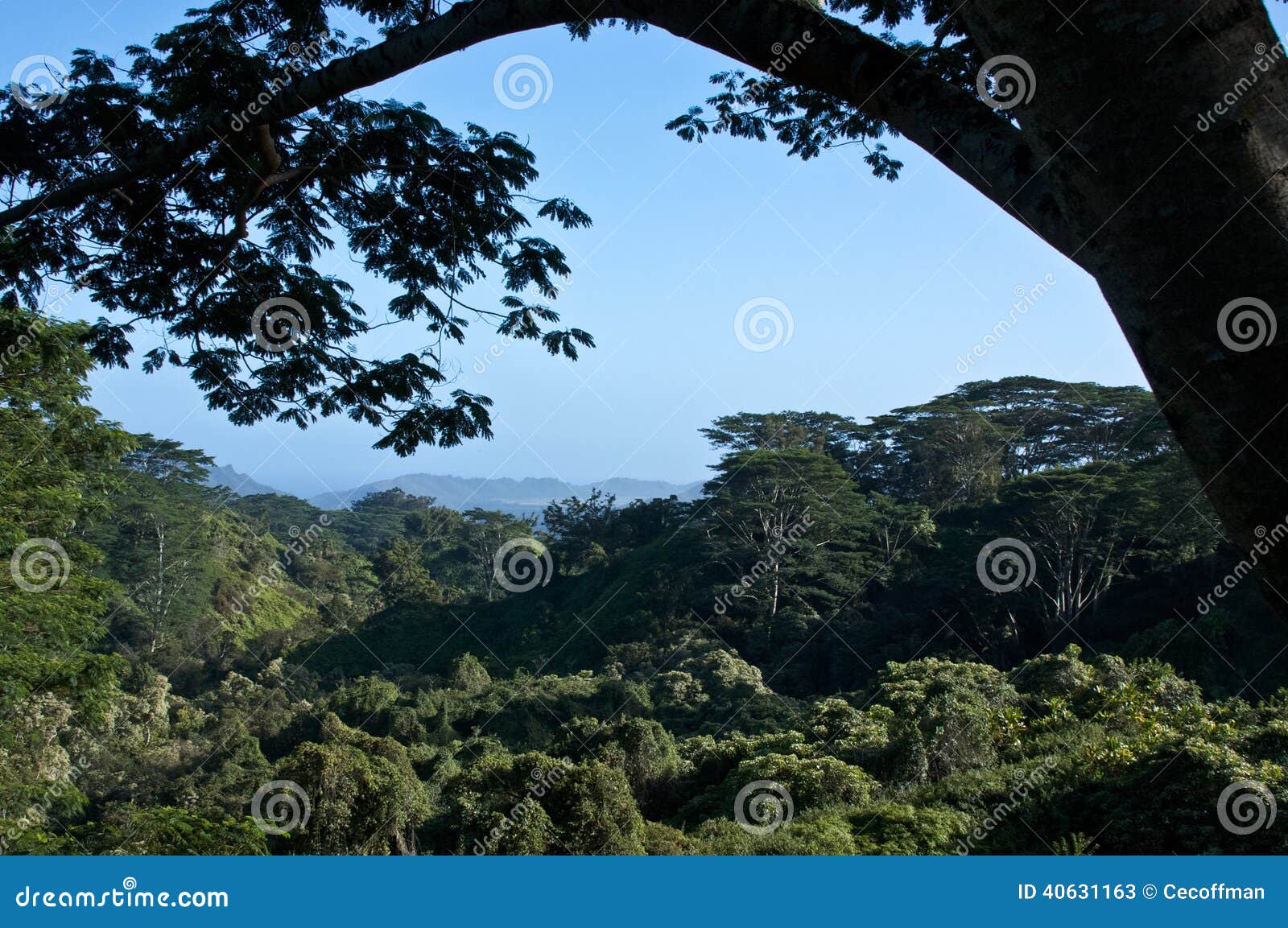 Kauai s Forests stock image. Image of tropics, foliage - 40631163