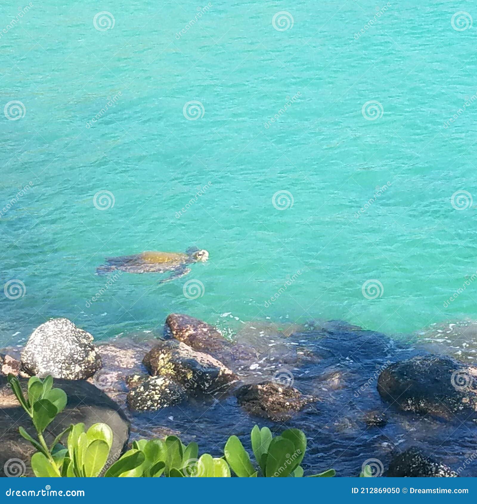 Kauai sea turtle stock photo. Image of kauai, ocean - 212869050