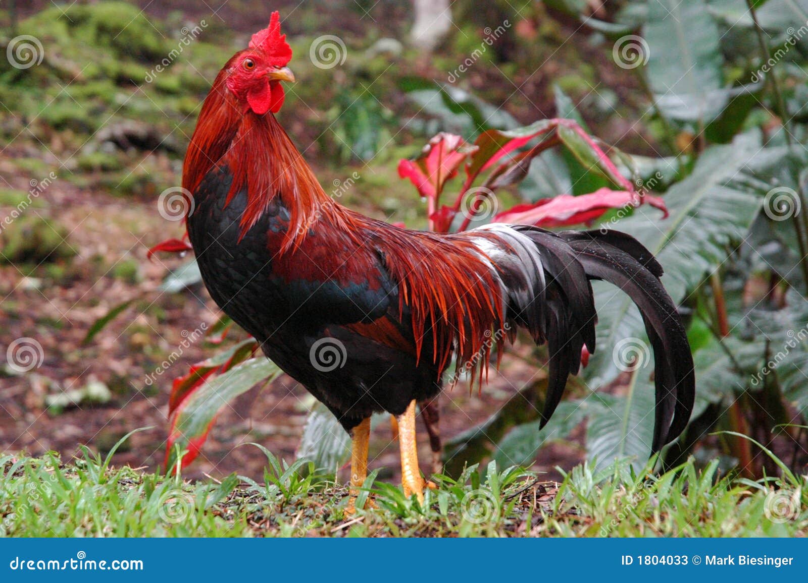 Wild Rooster Roaming Around Bulatukan Riverbank, Barangay Tamlangon ...