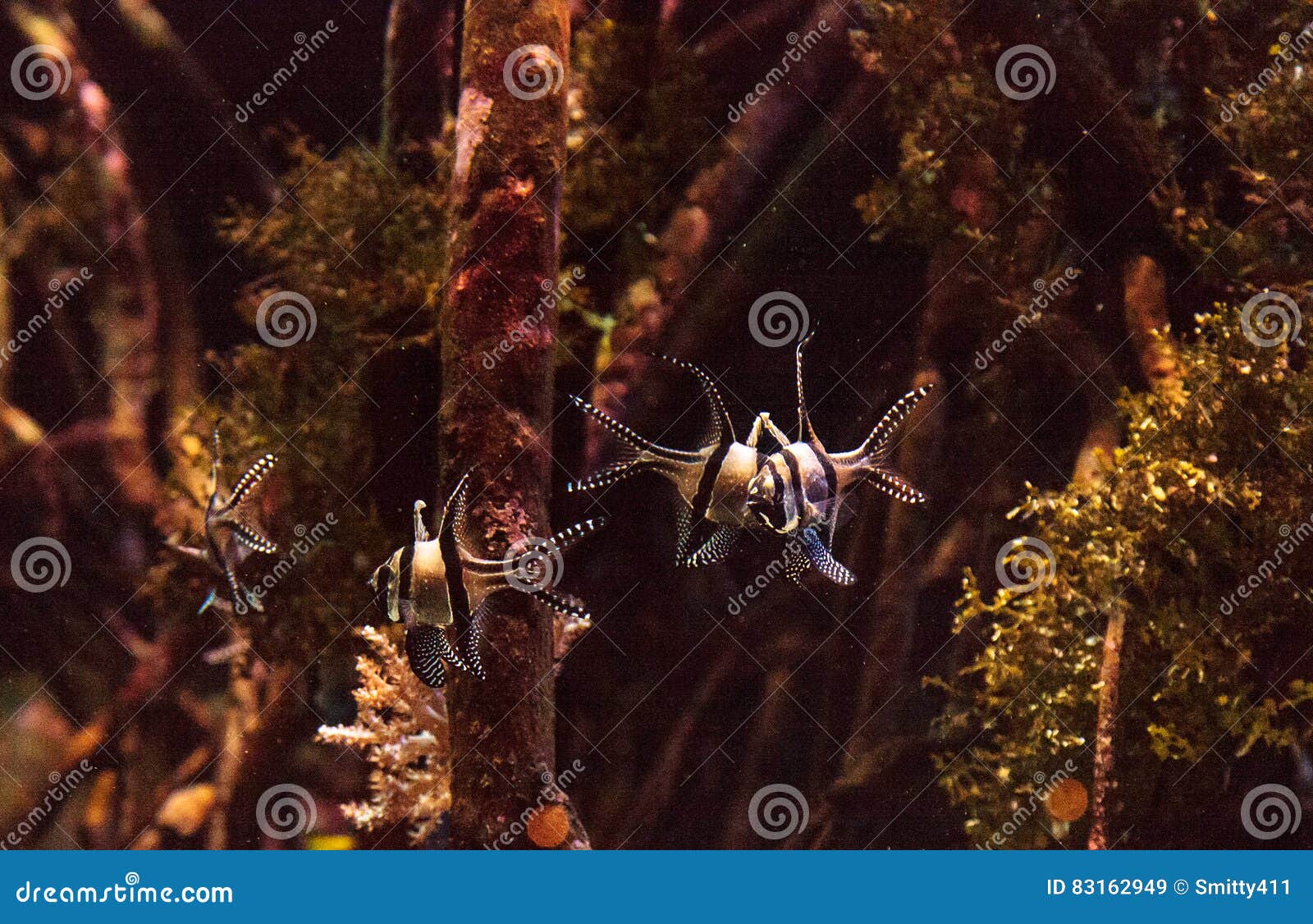 Kauderni De Pterapogon Del Cardinalfish De Banggai Imagen de archivo ...