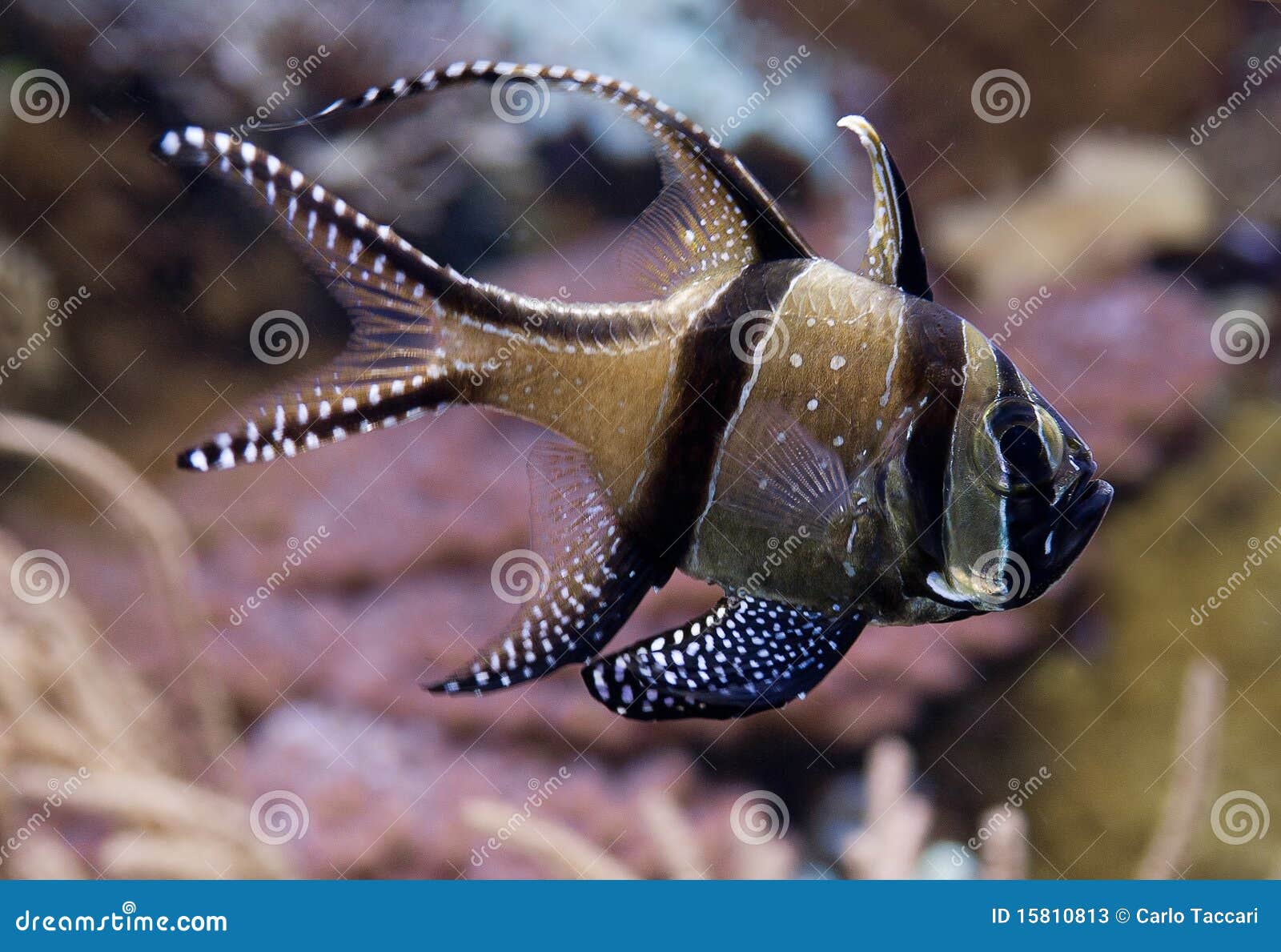 Kauderni De Pterapogon - Poisson Cardinal Image stock - Image du coloré ...