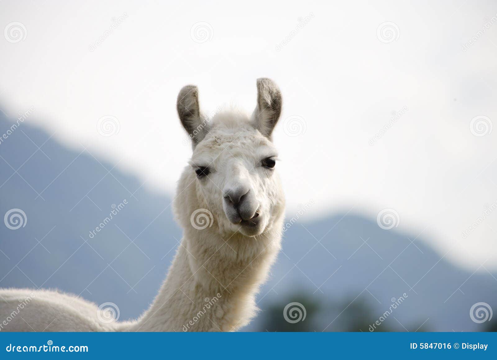 Kauen des Lamas stockfoto. Bild von farbe, kamera, exotik - 5847016
