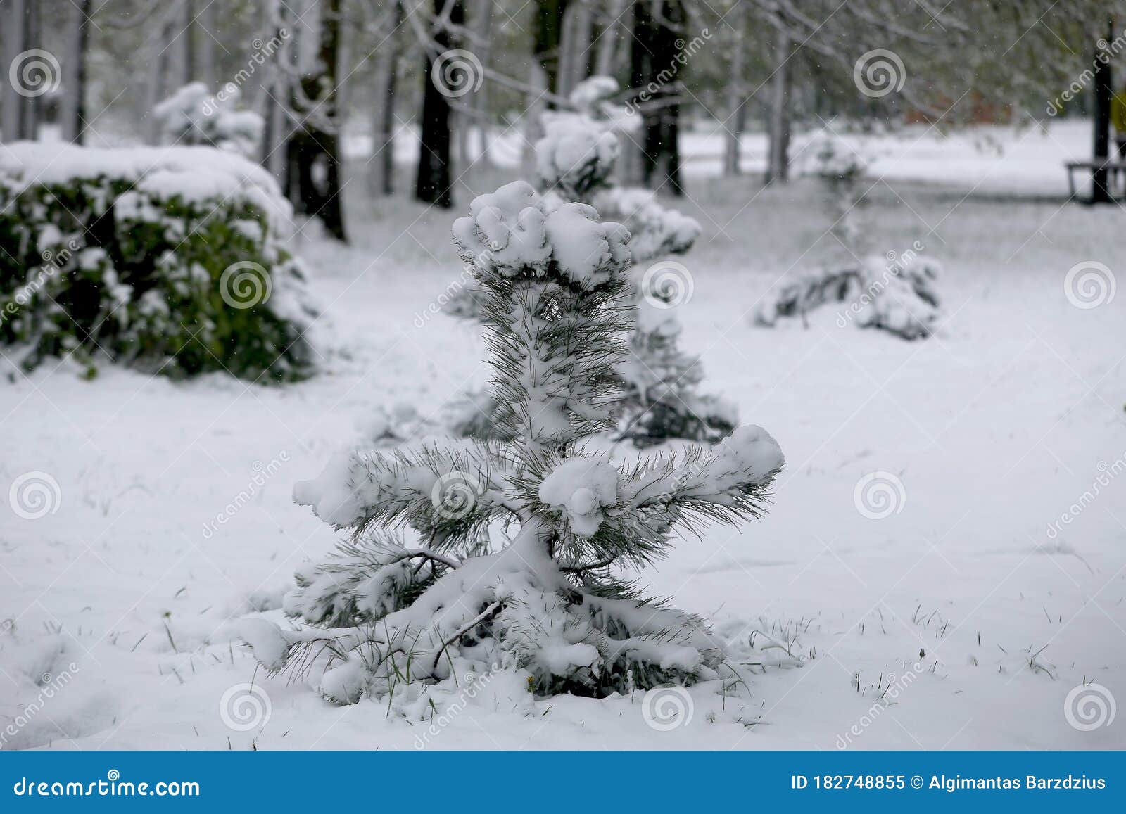 Kaunas Lithuania. Snow on May 12 Morning in Kaunas. Object Name:weather ...