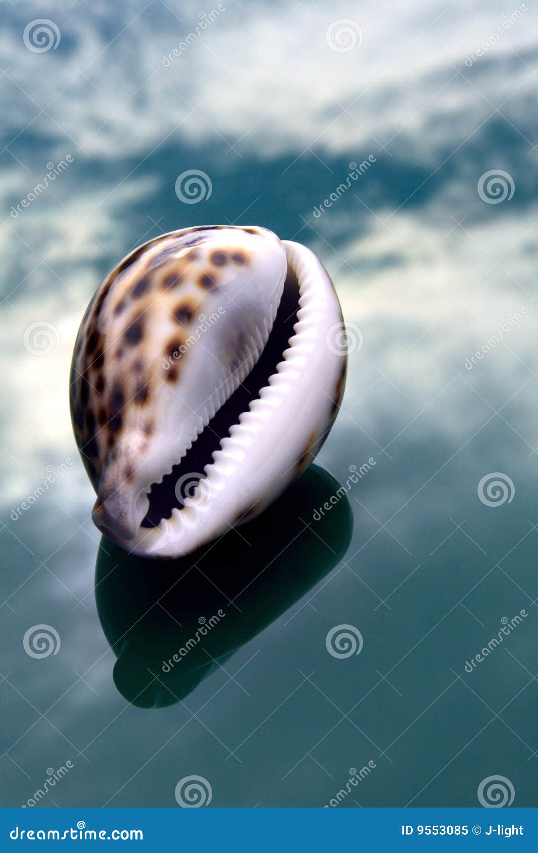 Kauri stock image. Image of reflexion, pane, shell, core - 9553085