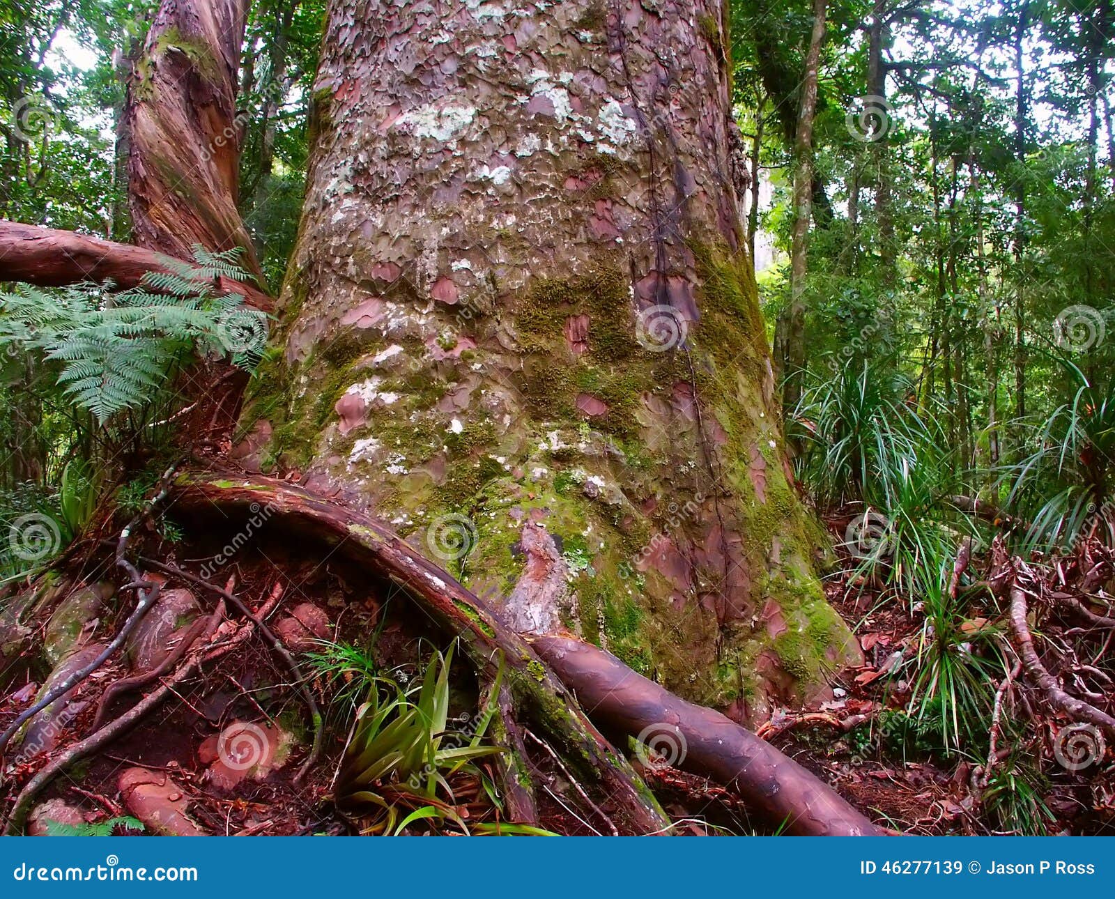 Kauri-Baum Waipoua-Wald stockbild. Bild von northland - 46277139