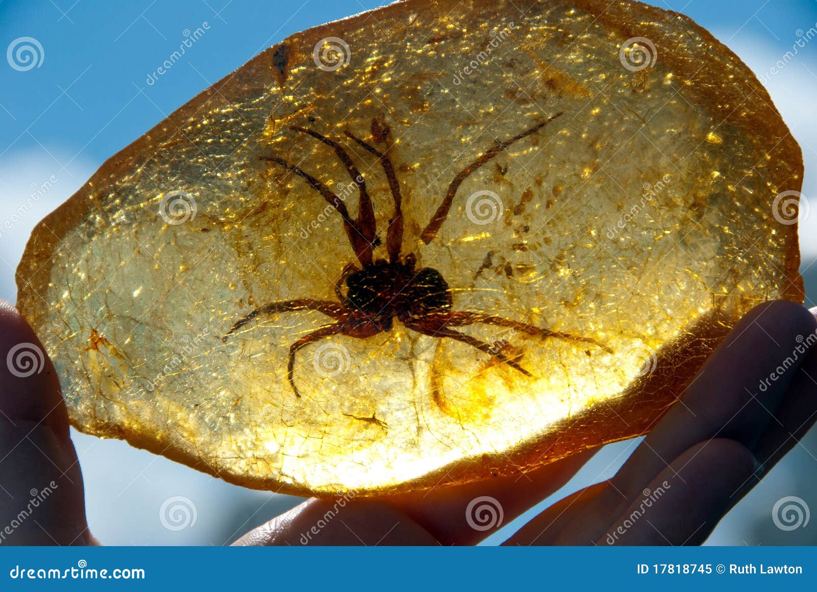 Kauri Gum stock image. Image of natural, water, museum - 17818745
