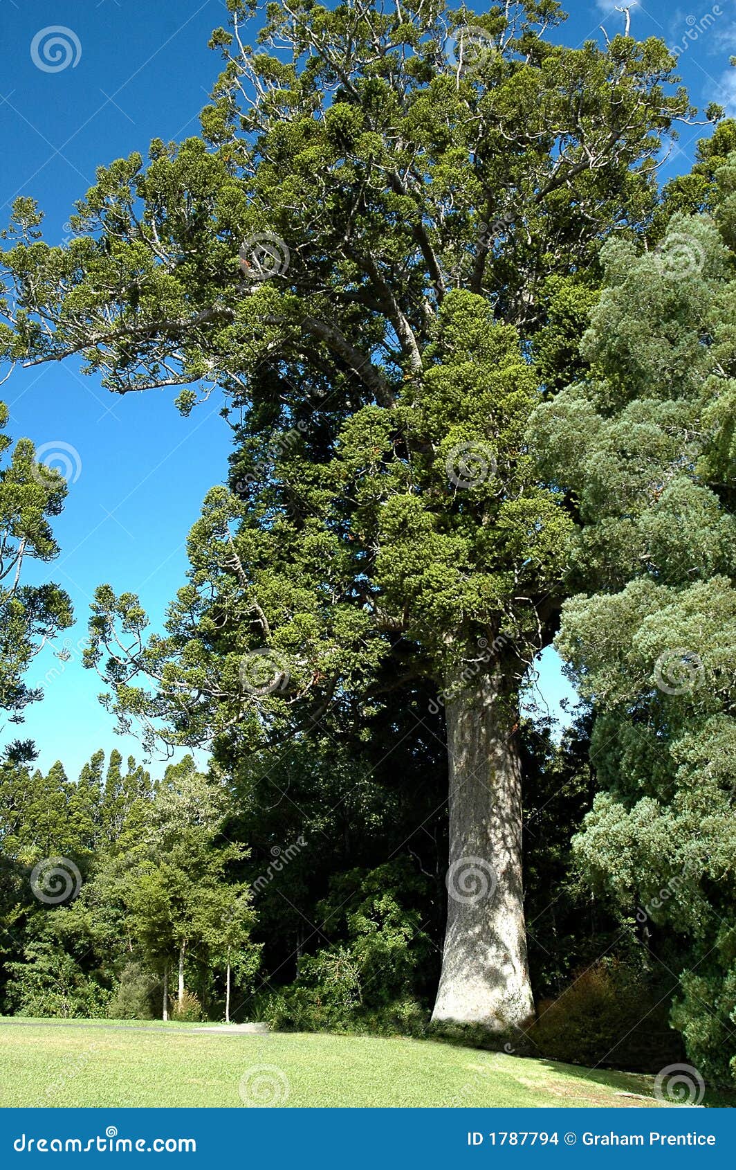 Kauri Tree stock photo. Image of maori, clump, zealand - 1787794
