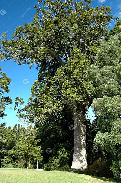 Kauri Tree stock photo. Image of maori, clump, zealand - 1787794