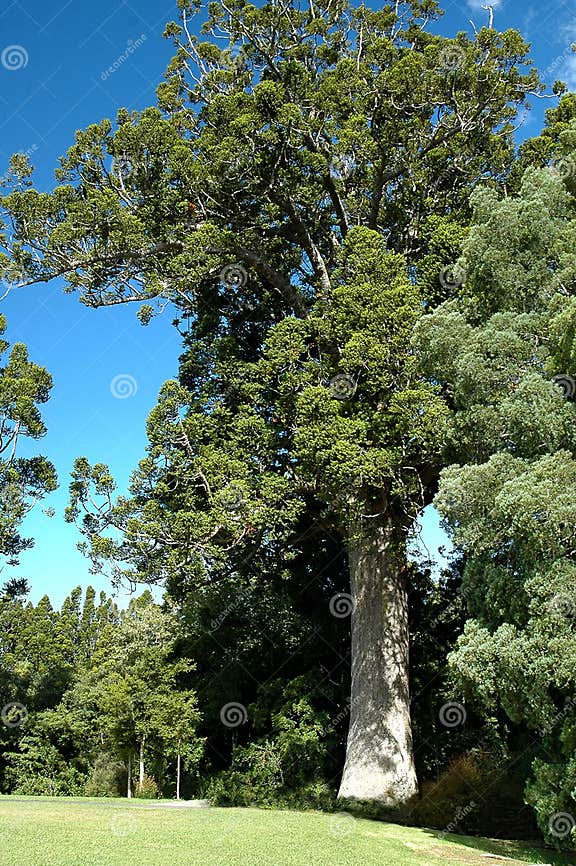 Kauri Tree stock photo. Image of maori, clump, zealand - 1787794