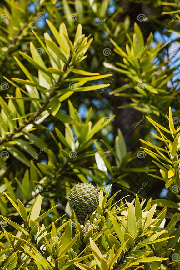 Kauri tree cone and leaves stock image. Image of kauri - 61969869