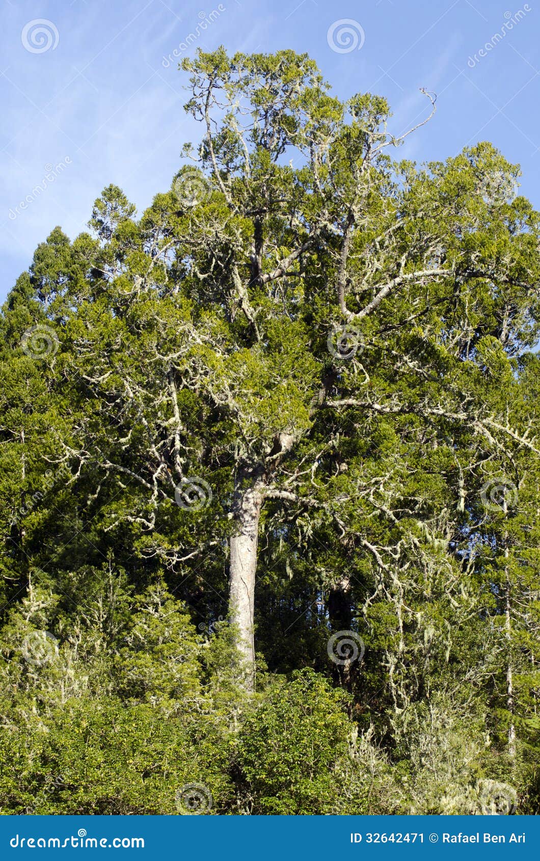 Kauri tree stock image. Image of landscape, natural, excitement - 32642471