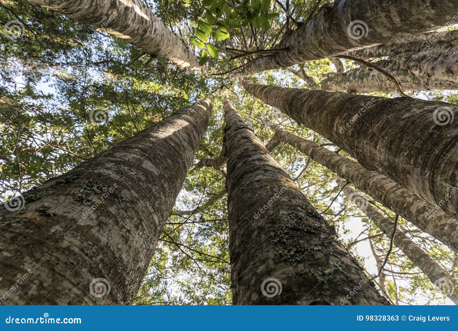 Kauri Tree From Root Till Canopy Stock Photography | CartoonDealer.com ...