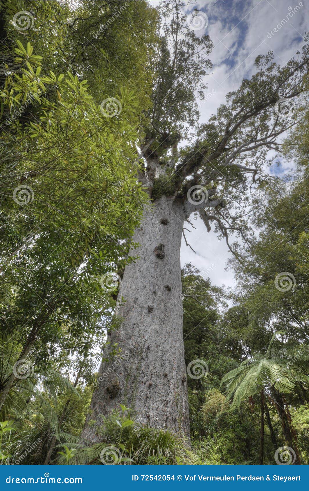 Kauri Tree from Root Till Canopy Stock Photo - Image of giant ...