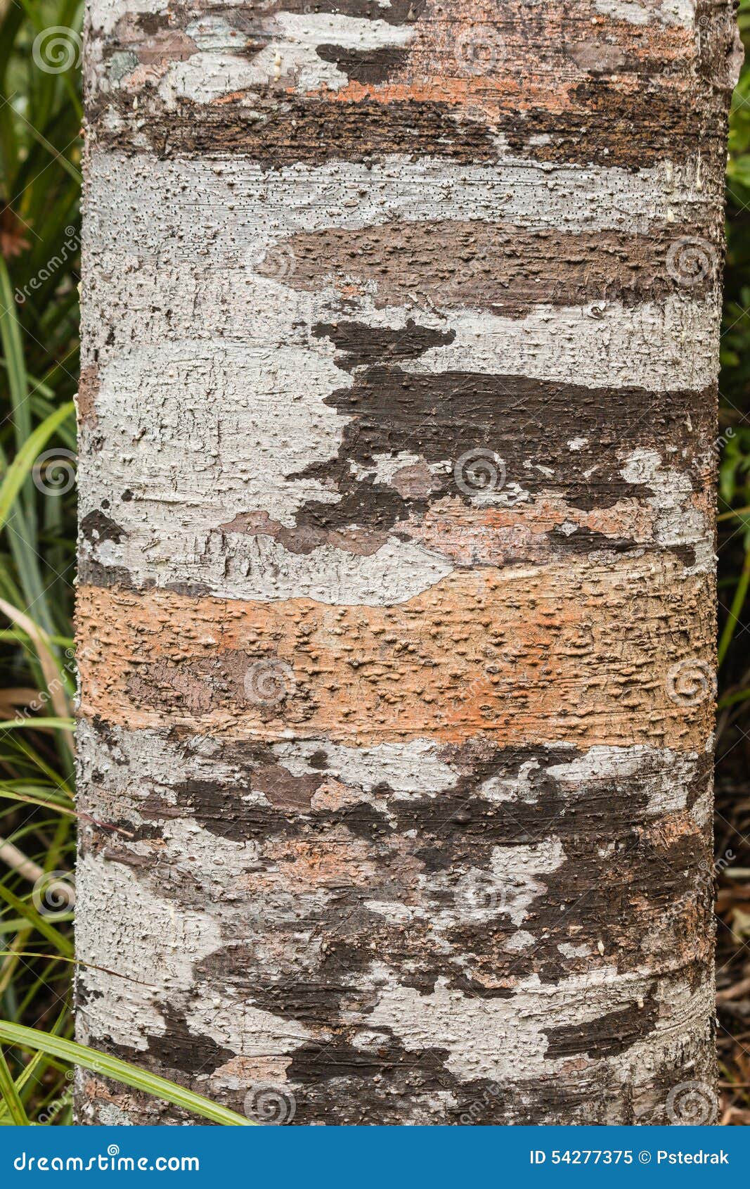 Kauri tree trunk stock image. Image of agathis, forest - 54277375