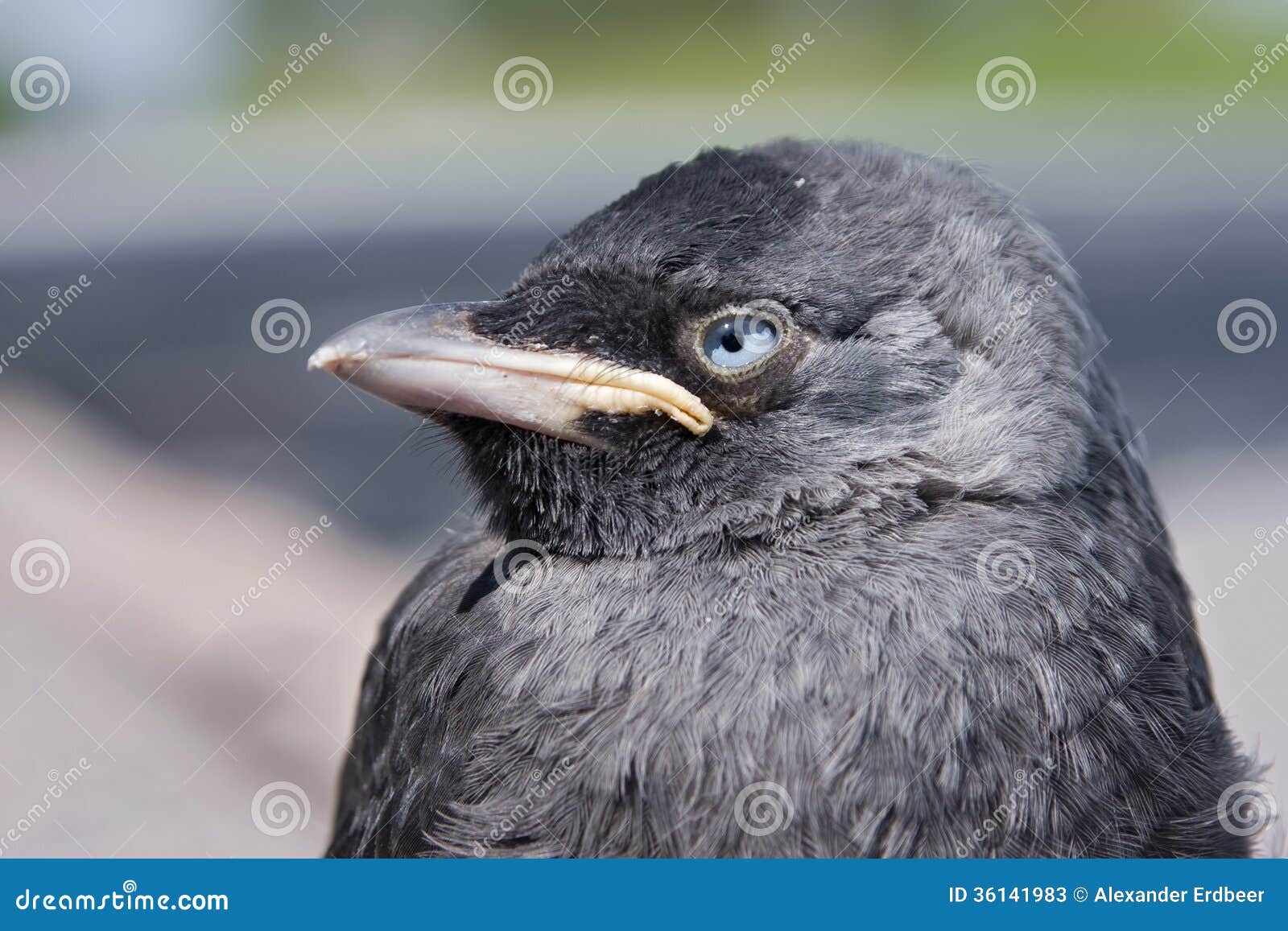 Kauw stock afbeelding. Image of blauw, vogel, wild, dier - 36141983