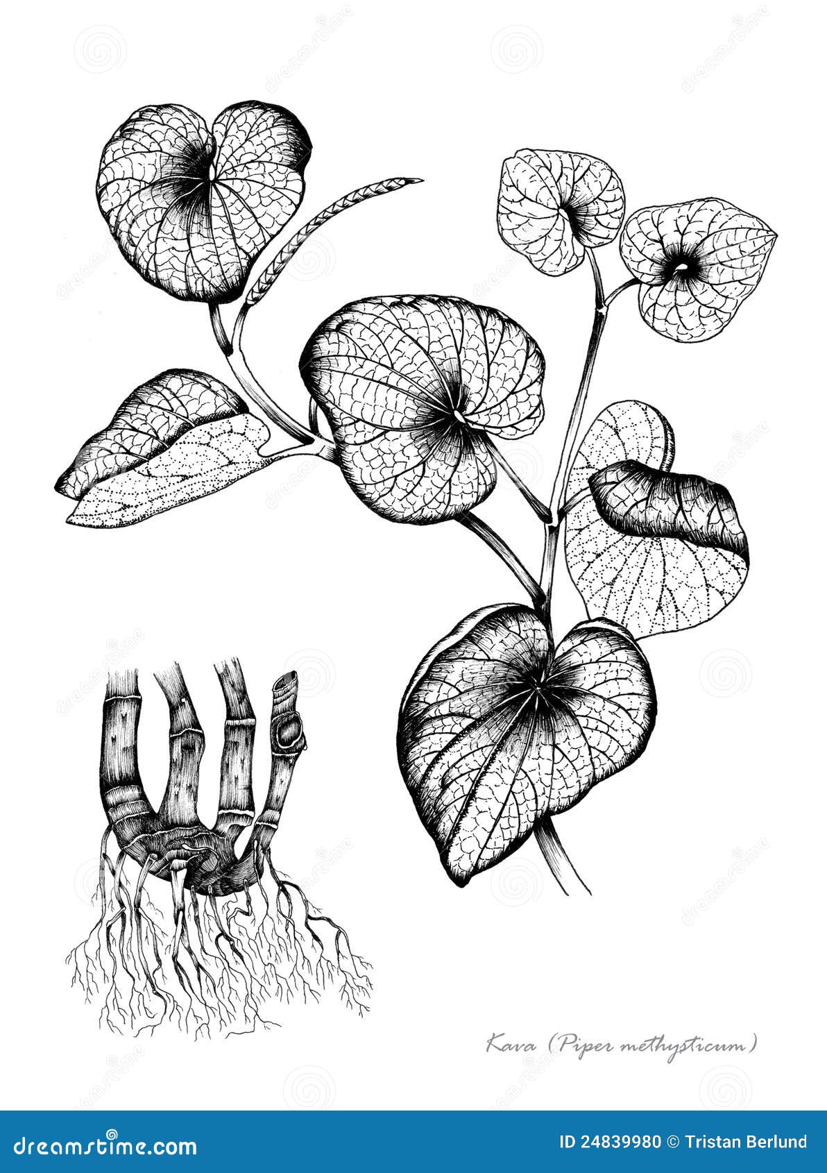 Kava Cartoons, Illustrations & Vector Stock Images - 275 Pictures to ...