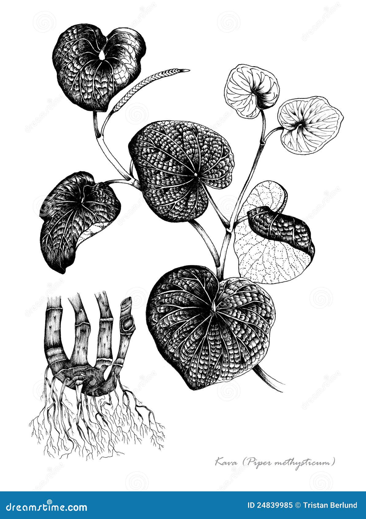 Kava stock illustration. Illustration of herbs, cosmetics - 24839985