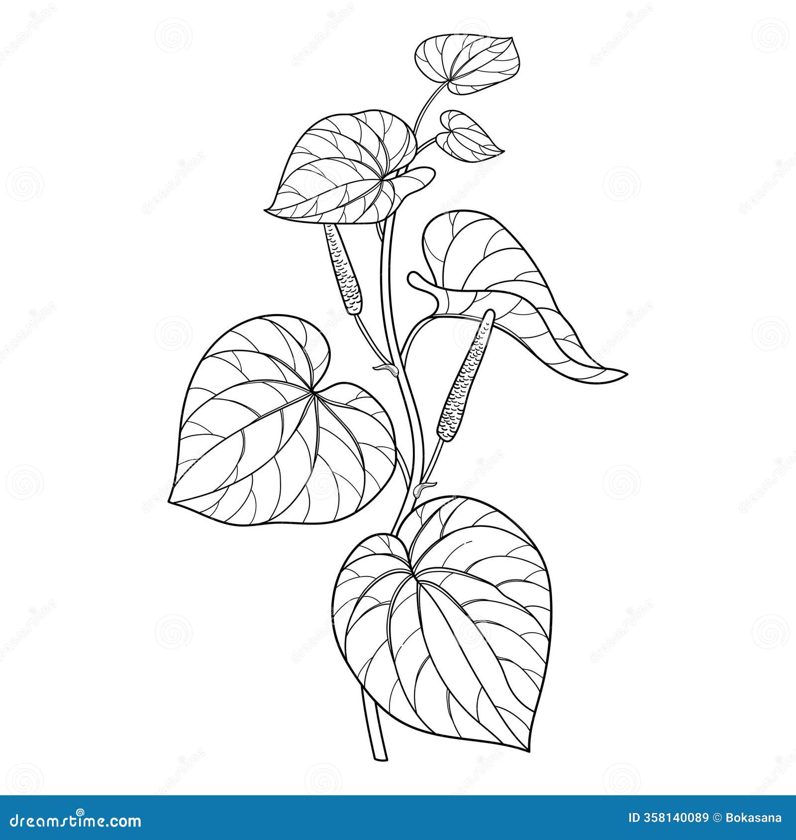 Vector Stem With Outline American Pasqueflower Or Prairie Crocus In ...