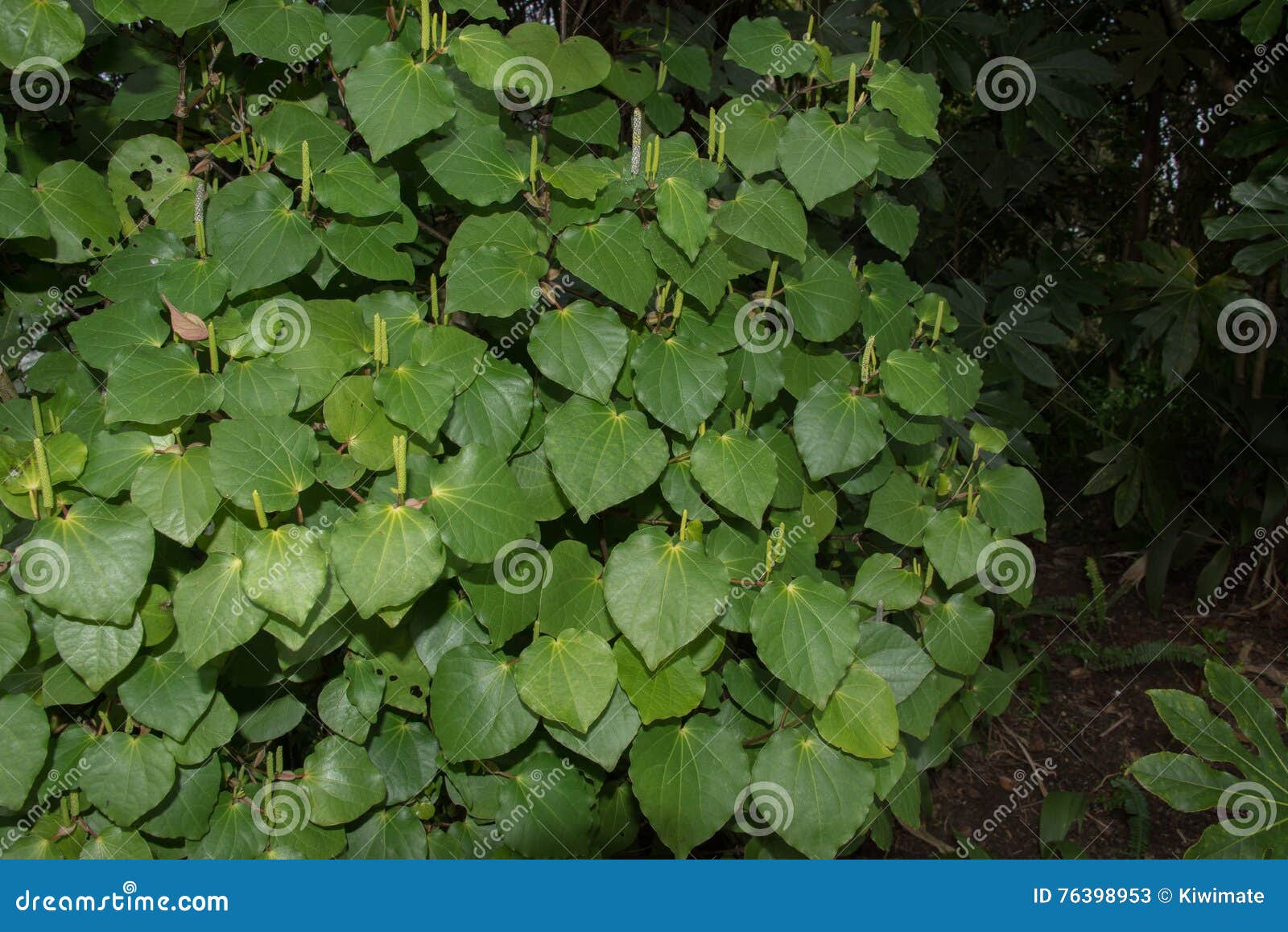 Kava kava leafs stock image. Image of natural, hawaii - 76398953