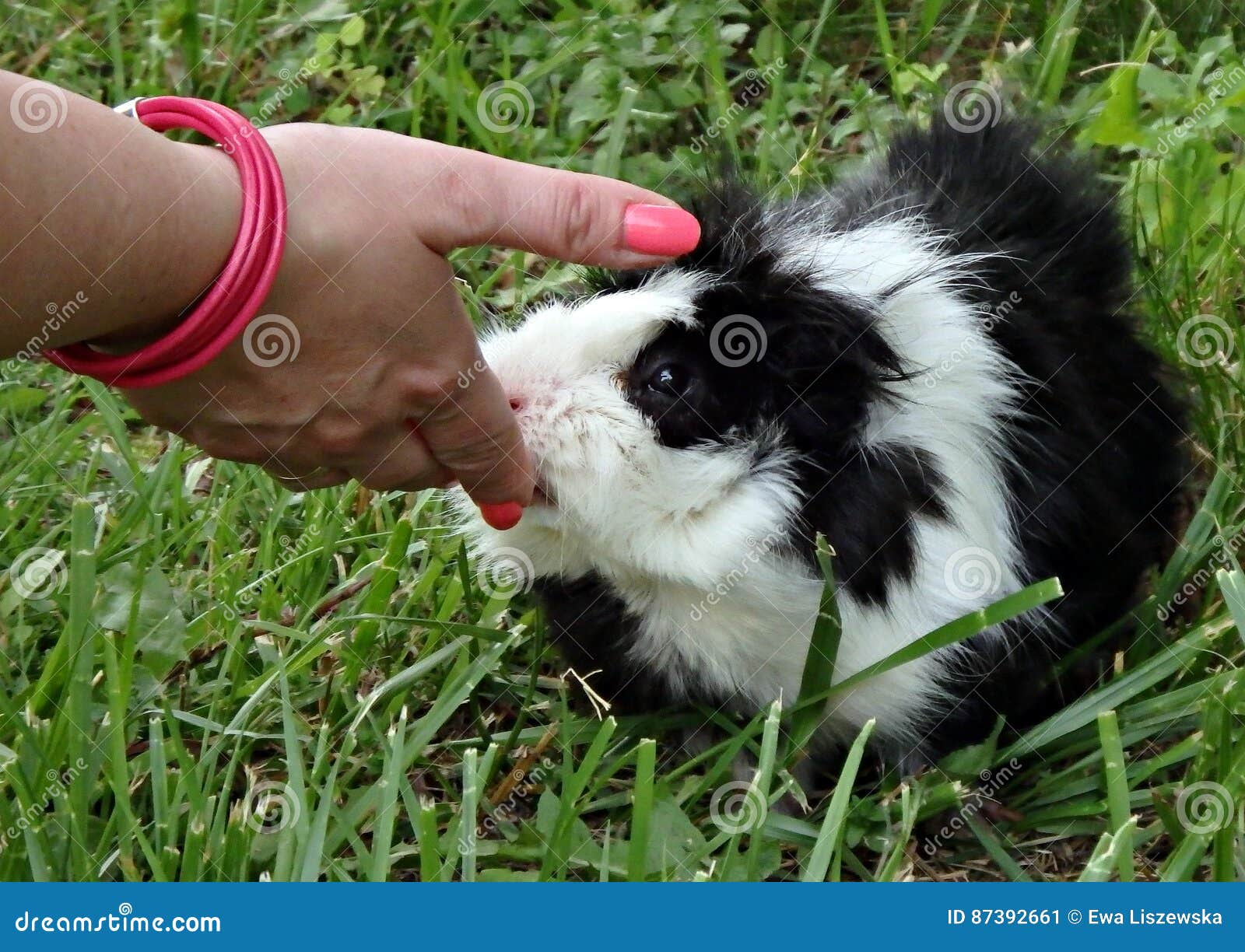 Kawia immagine stock. Immagine di rosa, dolce, odore - 87392661