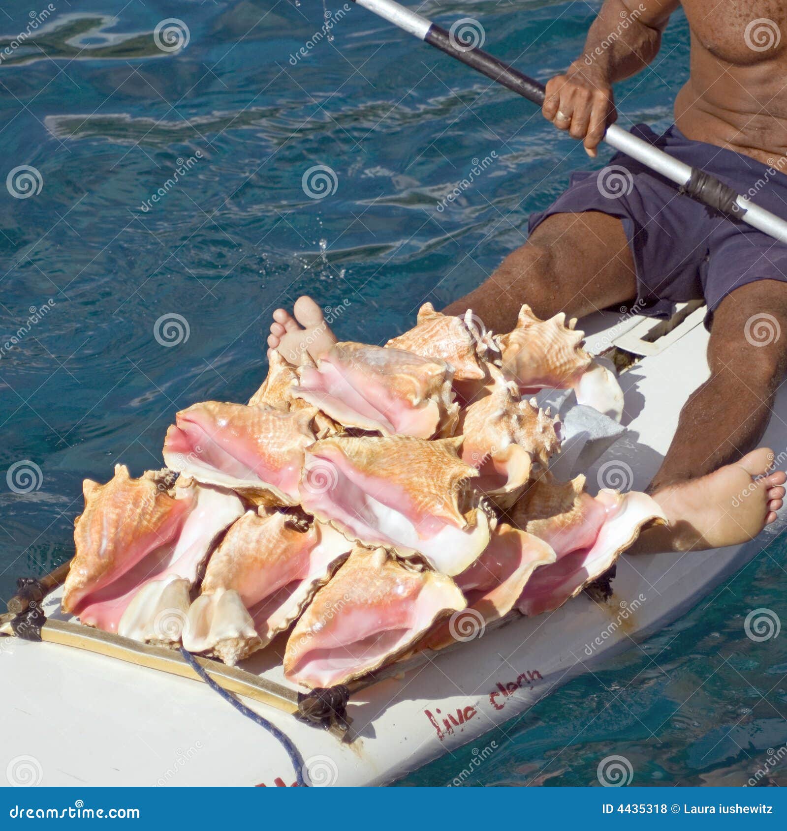 186 Conch Shell Foot Photos - Free & Royalty-Free Stock Photos from ...