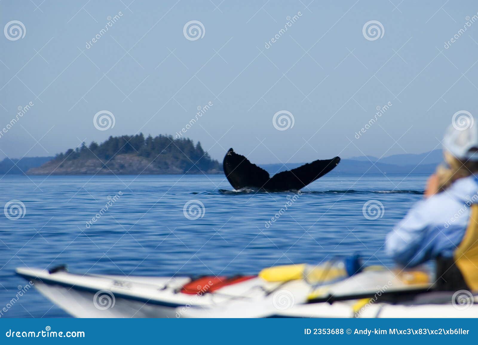 Kayaking and humpback tail stock photo. Image of america - 2353688