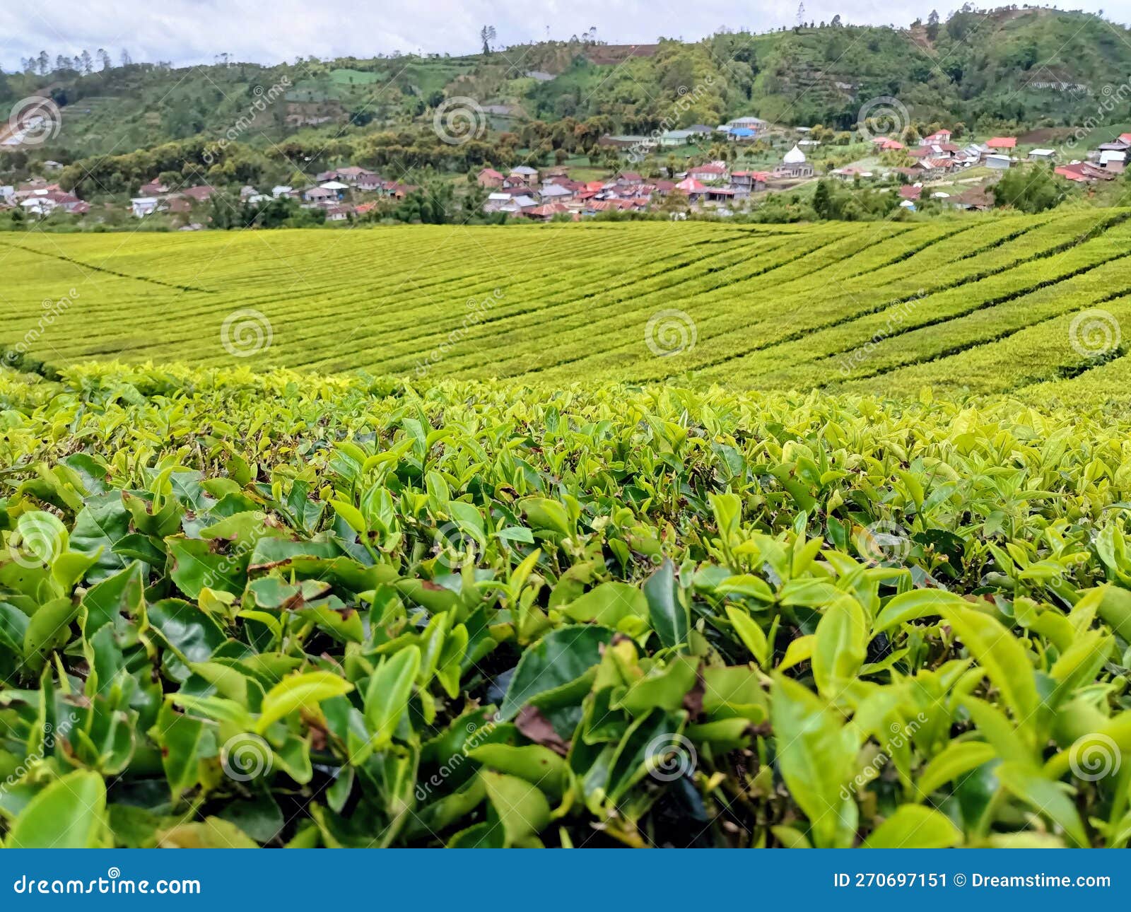 The Oldest Tea Plantation in Indonesia Stock Image - Image of grassland ...
