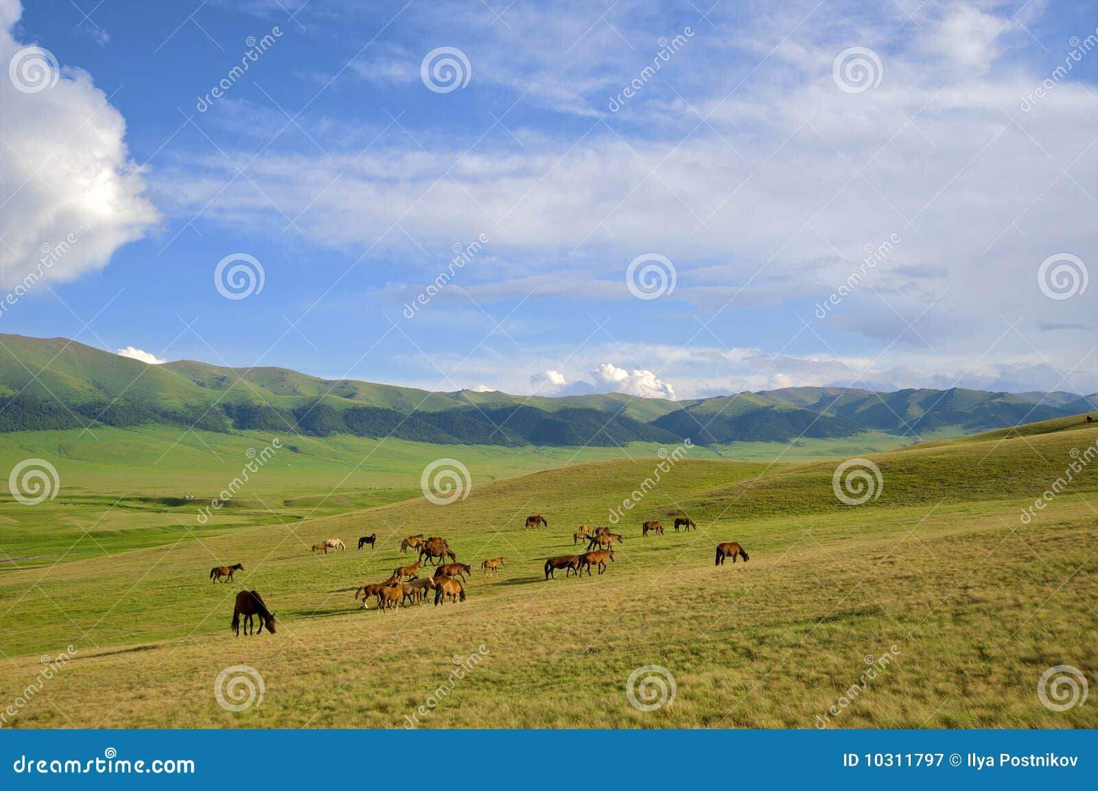 Kazakh horse stock image. Image of life, pasture, farm - 10311797
